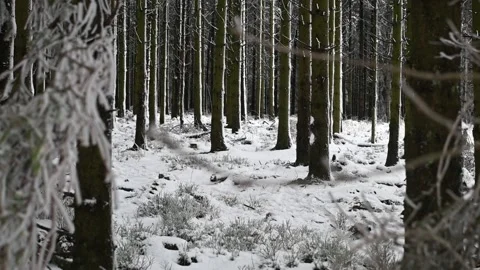 Dolly out slowmo shot pine tree forest b... | Stock Video | Pond5