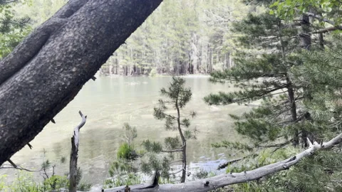 Dolly right from Tree to Reveal Lake | Stock Video | Pond5