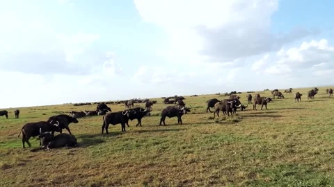 Group Ol Stock Videos – Royalty-Free HD & 4K Videos