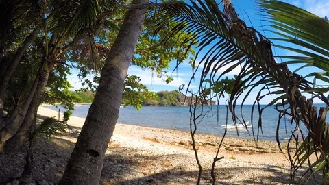 Dolly In Shot Of Palm Trees And Plants I... | Stock Video | Pond5