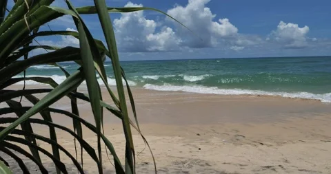 Dolly shot through palm trees of paradis... | Stock Video | Pond5