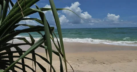 Dolly shot through screw pine palm trees... | Stock Video | Pond5