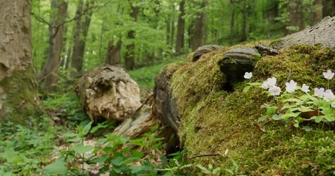 Dolly shots of rotten tree and fire sala... | Stock Video | Pond5