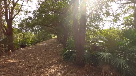 Dolly Through Trees Along Marsh Swamp Wa... | Stock Video | Pond5