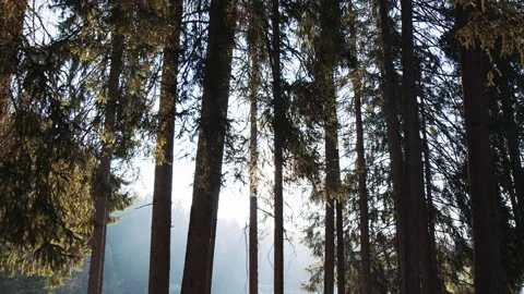 Dolly Tilt Up View of High Tall Trunk Tr... | Stock Video | Pond5