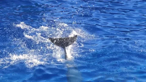 Dolphin Dolphins Show Large Pool Aquatic... | Stock Video | Pond5