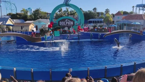 Dolphin Dolphins Show Large Pool Aquatic... | Stock Video | Pond5