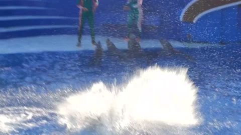 Dolphin Dolphins Show Large Pool Aquatic... | Stock Video | Pond5