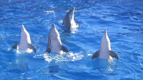 Dolphine Show Stock Videos – Royalty-Free HD & 4K Videos