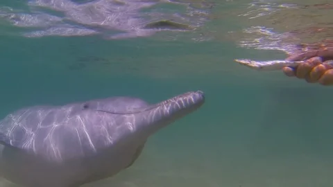 Dolphin Fish Stock Footage ~ Royalty Free Stock Videos | Pond5