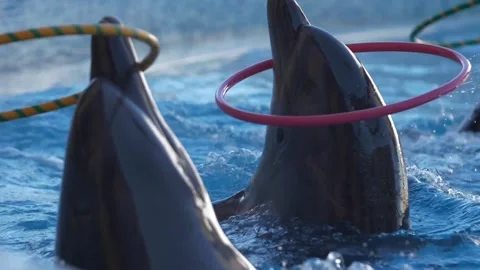 A Ring Fish Stock Videos – Royalty-Free HD & 4K Videos | Pond5