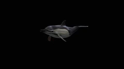 A dolphin keeping swimming forward, side... | Stock Video | Pond5