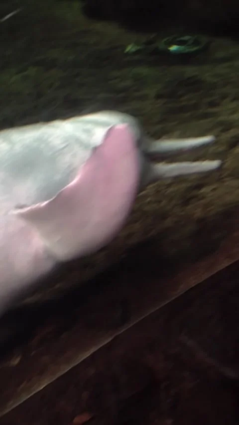 Dolphin Masturbates with Beheaded Fish B... | Stock Video | Pond5
