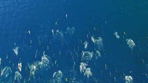 Dolphin Pod Stock Video Footage | Royalty Free Dolphin Pod Videos | Pond5
