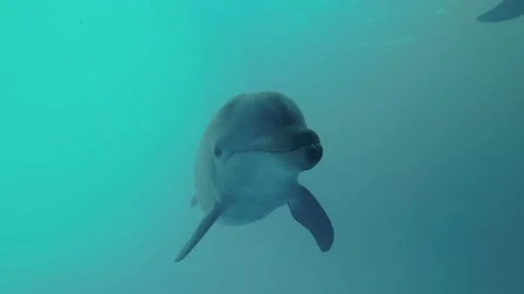 Bottlenose Stock Videos – Royalty-Free HD & 4K Videos | Pond5