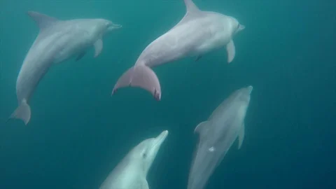 Dolphin pod swimming in shallow water aw... | Stock Video | Pond5