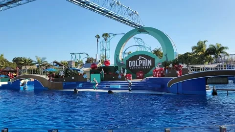 Dolphin San Diego California Show Sea Wo... | Stock Video | Pond5