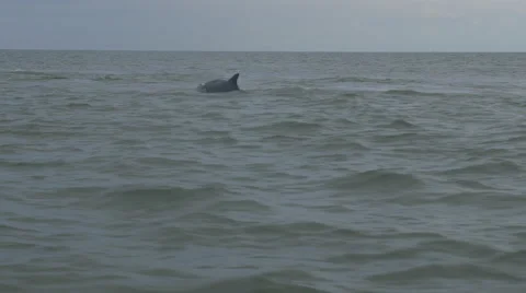 Dolphin Surfaces in Open Sea | Stock Video | Pond5