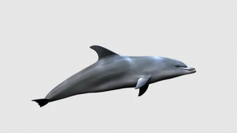 Dolphin swimming loop animation alpha | Stock Video | Pond5