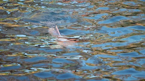 Dolphin swimming on the surface of a wat... | Stock Video | Pond5