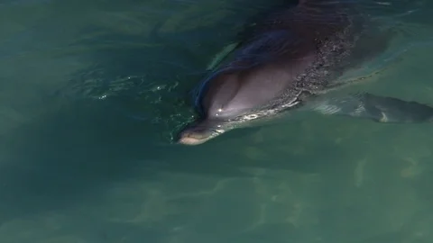 A dolphin underwater shot | Stock Video | Pond5