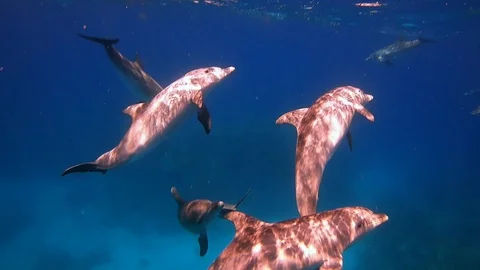 Dolphins Stock Videos – Royalty-Free HD & 4K Videos | Page 2