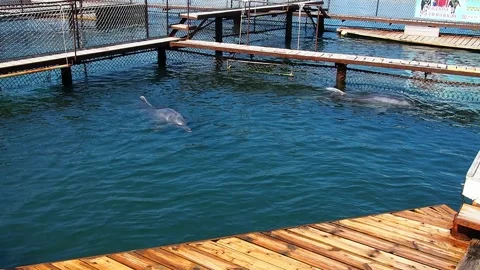 Dolphins Bottlenose dolphins in the wate... | Stock Video | Pond5