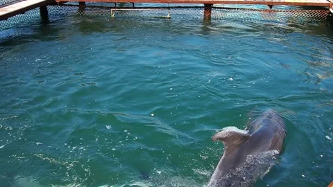 Dolphins Bottlenose dolphins in the wate... | Stock Video | Pond5