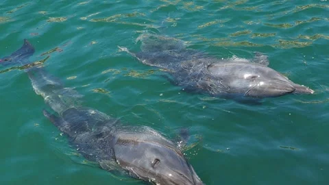 Bottlenose Dolphins Mating