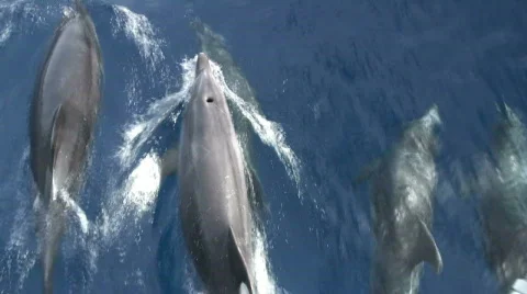 Dolphins Stock Videos – Royalty-Free HD & 4K Videos | Page 3