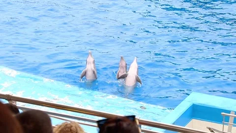 Family Outing Show Stock Videos – Royalty-Free HD & 4K Videos | Pond5