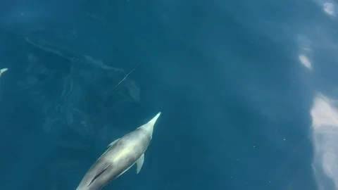 Whales Channel Whale Stock Videos – Royalty-Free HD & 4K Videos