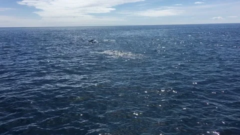 Whales Channel Whale Stock Videos – Royalty-Free HD & 4K Videos