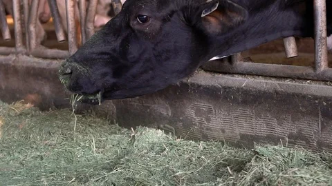 Domestic animals eating hay in barn. Cat... | Stock Video | Pond5