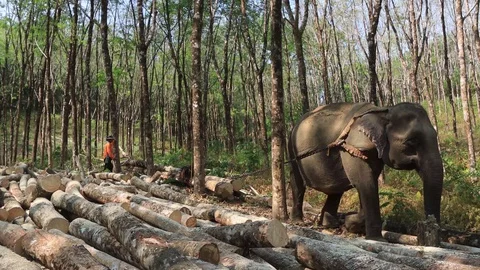 Elephant Logging Stock Footage ~ Royalty Free Stock Videos | Pond5
