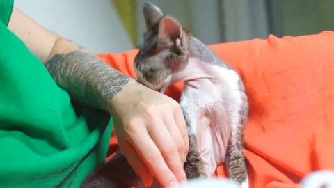 Animal Tattoo Artist Stock Videos – Royalty-Free HD & 4K Videos | Pond5