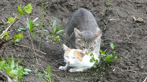 Cats Mating Stock Videos – Royalty-Free HD & 4K Videos