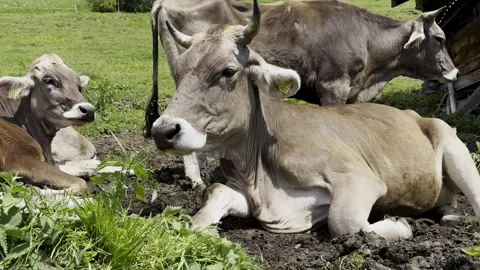 Domestic Cattle Lying On The Ground Shak... | Stock Video | Pond5