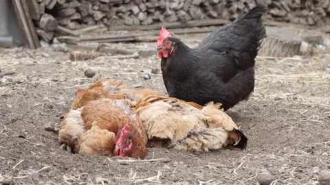 Domestic Chickens Digging in Ground in B... | Stock Video | Pond5