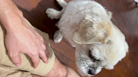 Domestic dog requesting affection with i... | Stock Video | Pond5