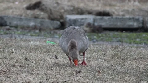 Domestic Duck Stock Video Footage | Royalty Free Domestic Duck Videos ...