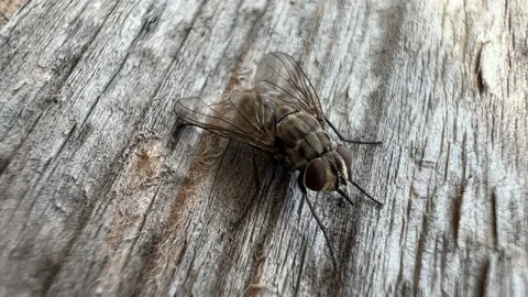 Domestic fly poops | Stock Video | Pond5