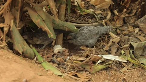 Domestic grey chicken look for food in s... | Stock Video | Pond5