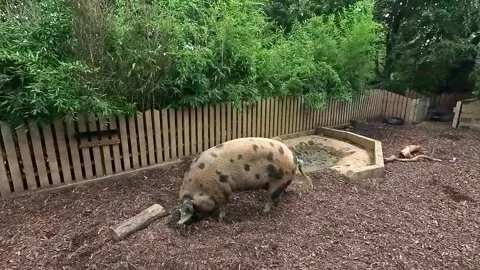 Domestic pig foraging in the dirt and mu... | Stock Video | Pond5