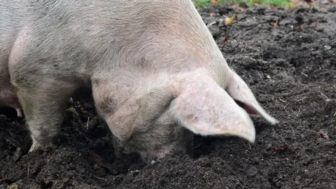 Soil Pig Stock Footage ~ Royalty Free Stock Videos | Pond5