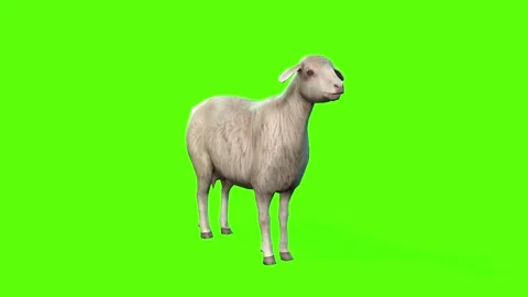 Sheep Green Screen Stock Video Footage | Royalty Free Sheep Green ...