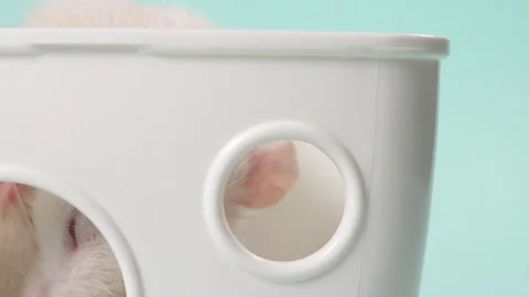domestic white rat in a beautiful little... | Stock Video | Pond5