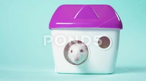 Domestic white rat in a beautiful little house on a blue background ...