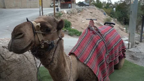 domesticated camel with blanket in israe... | Stock Video | Pond5