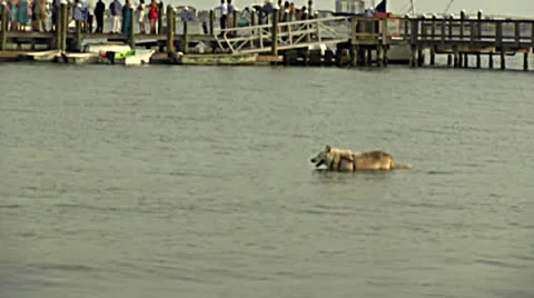 Domesticated wolf swimming | Stock Video | Pond5